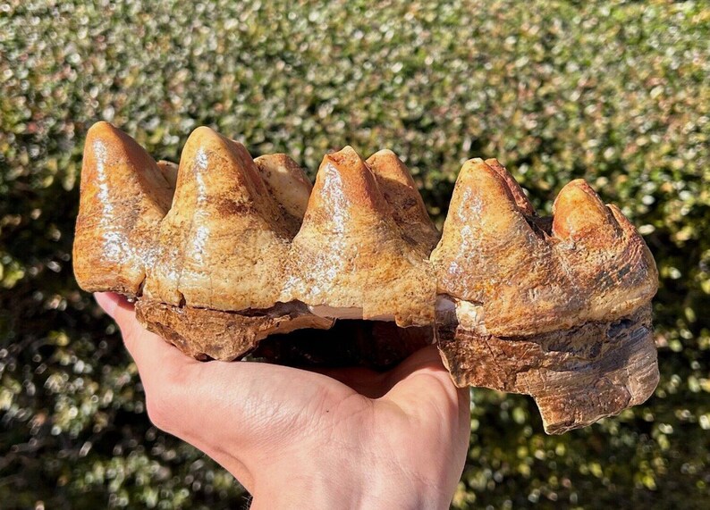GORGEOUS Fossil Mastodon Tooth Florida Pleistocene Mammal Museum ...