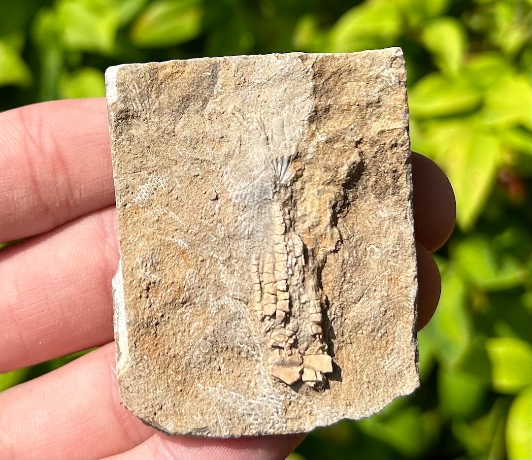 Alabama Fossil Crinoid Fossil in Matrix Cymbiocrinus Bangor Limestone ...