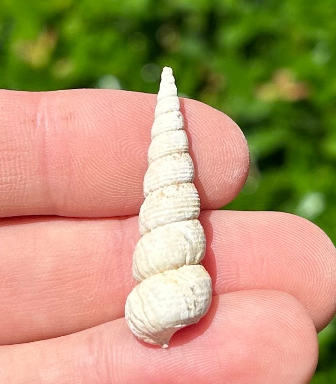 France Fossil Gastropod Turritella Plebis Eocene Age Shell - Etsy