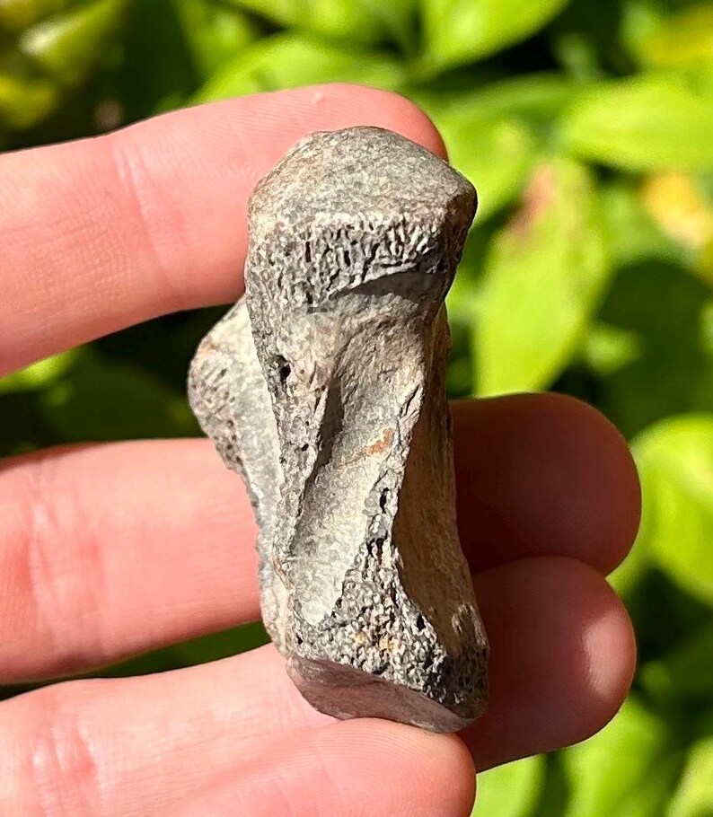 RARE Texas Fossil Smilodon Saber Cat Axis Vertebrae Pleistocene Ice Age ...