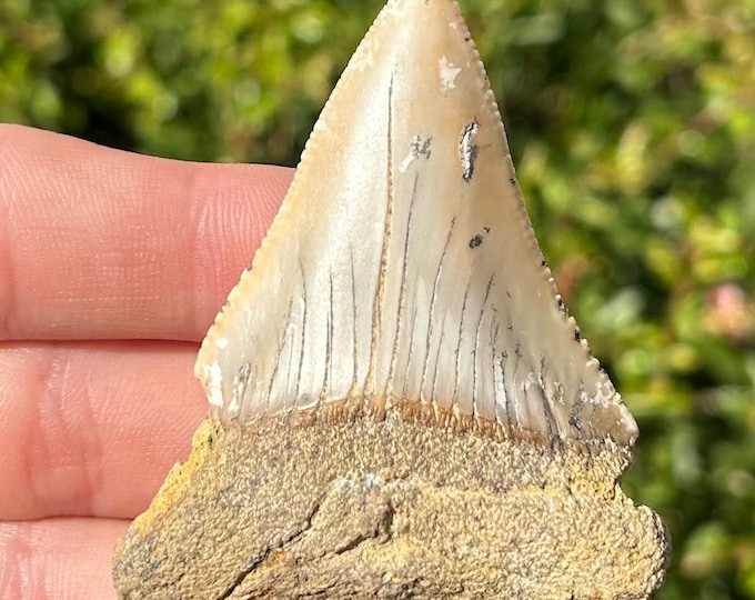 BIG Auriculatus Sokolovi Sharks Tooth Fossil Dakhla Morocco Shark Teeth ...