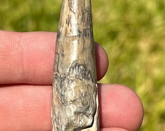 BIG Sarcosuchus Tooth 2.3” From Niger SUPER CROC Crocodile Dinosaur ...