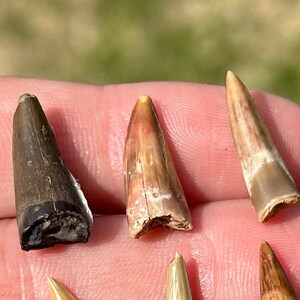 Rare California Fossil Reptile ? Teeth LOT Pliocene Age Paleontology ...