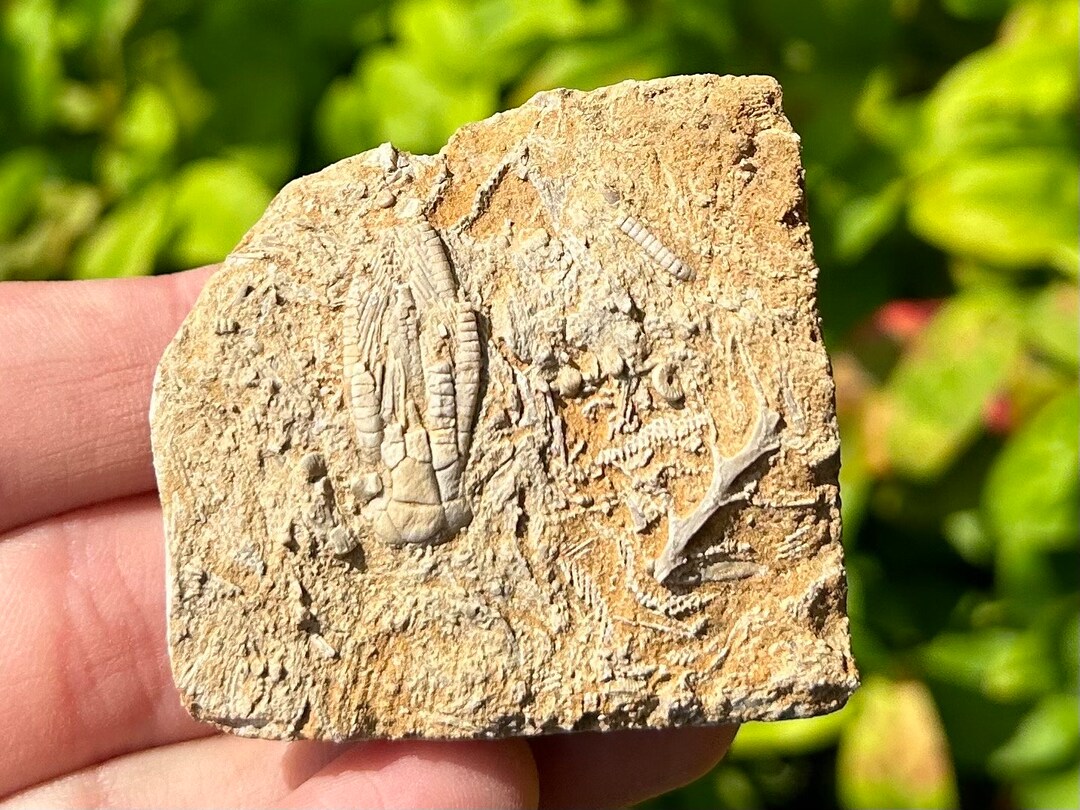 Alabama Fossil Crinoid Fossil in Matrix Cymbiocrinus Bangor Limestone ...