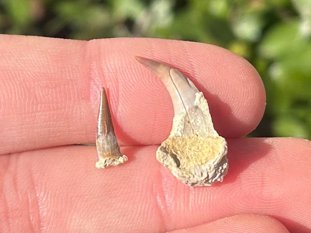 Associated Texas Fossil Pterosaur Dinosaur Teeth Cimoliopterus RARE ...