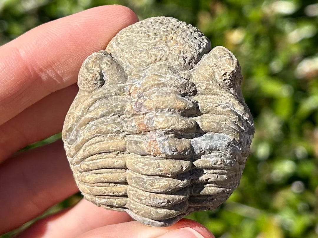Drotops Megalomanicus Fossil Trilobite Morocco Devonian Age Enrolled ...
