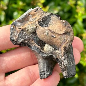 RARE Thailand Fossil Rhino Tooth Aceratherium Miocene Age Rhinoceros ...
