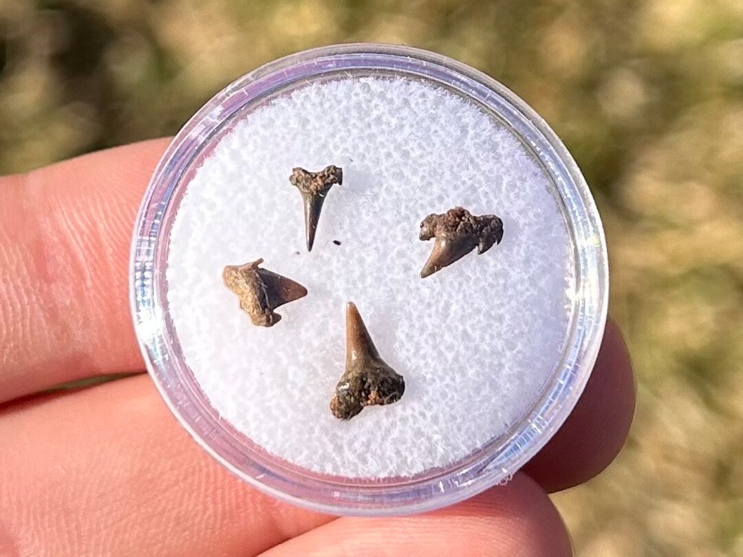 Cretaceous Fossil Sharks Teeth Collection in Display Case Woodbine ...