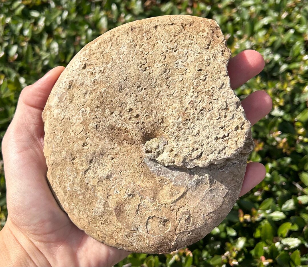 HUGE Texas Fossil Ammonite Engonoceras Serpentinum 5.5” Cretaceous Rare ...