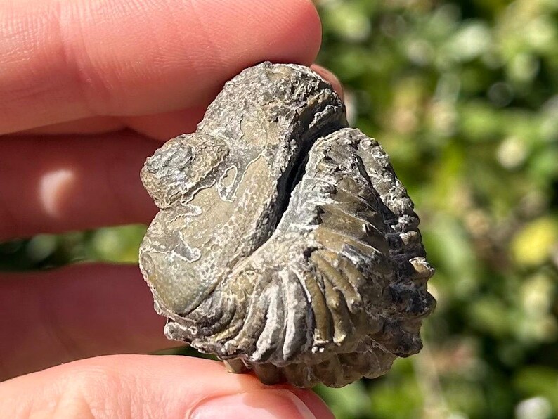 Drotops Megalomanicus Fossil Trilobite Morocco Devonian Age Enrolled ...