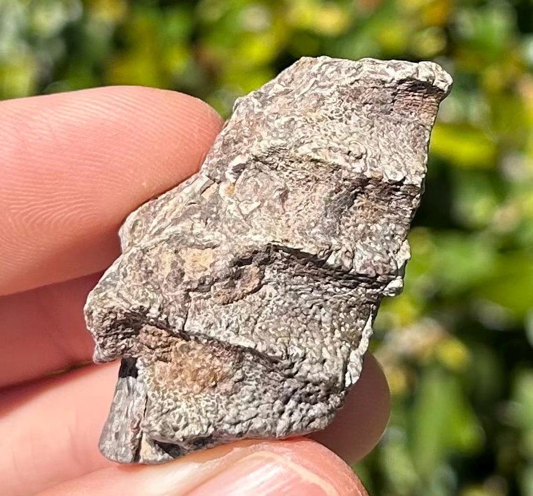 RARE Niger Fossil Crocodile Jaw Elrhaz Formation Stolokrosuchus ...