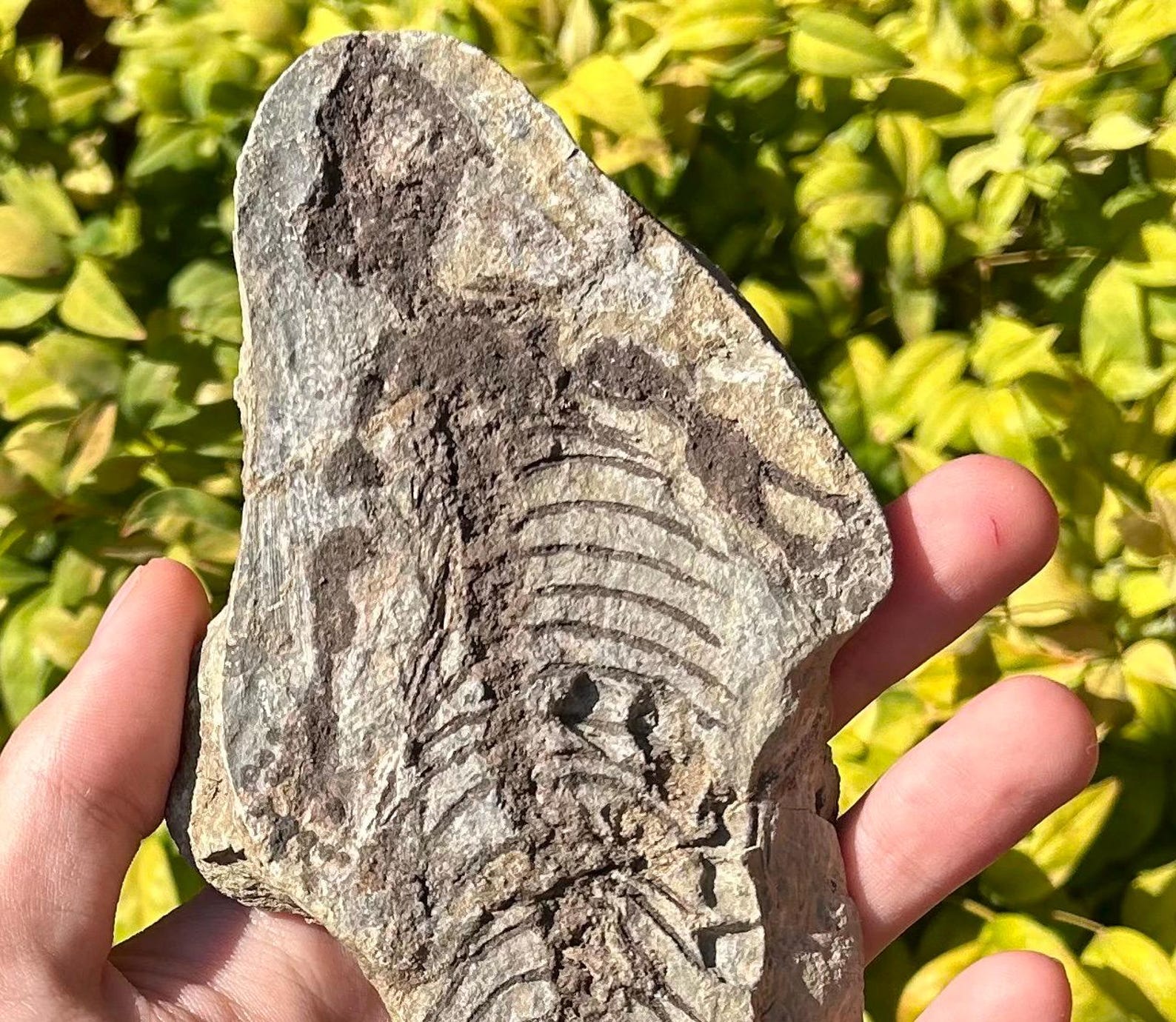 RARE Barasaurus Skeleton Madagascar Fossil Late Permian Reptile ...