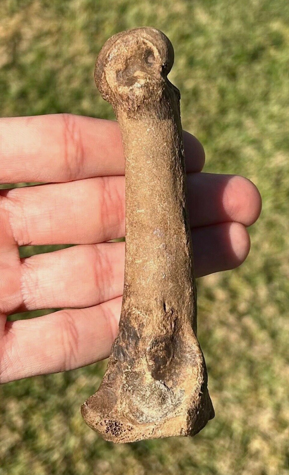 RARE Texas Panthera Atrox Fossil Metacarpal Bone Pleistocene Age ...