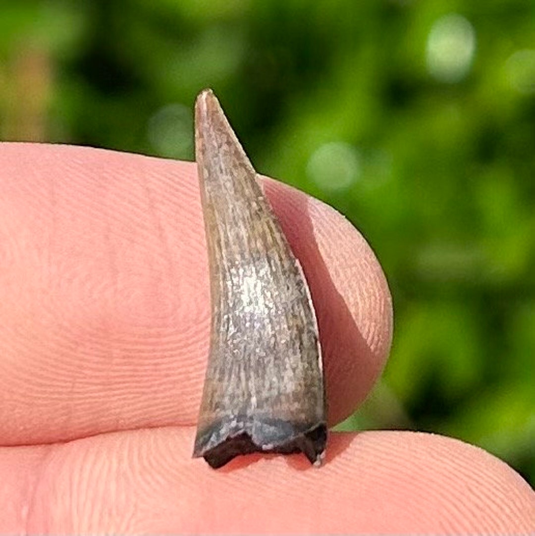 NICE Indonesia Fossil Crocodile Tooth Indonesian Croc Dinosaur Tooth ...