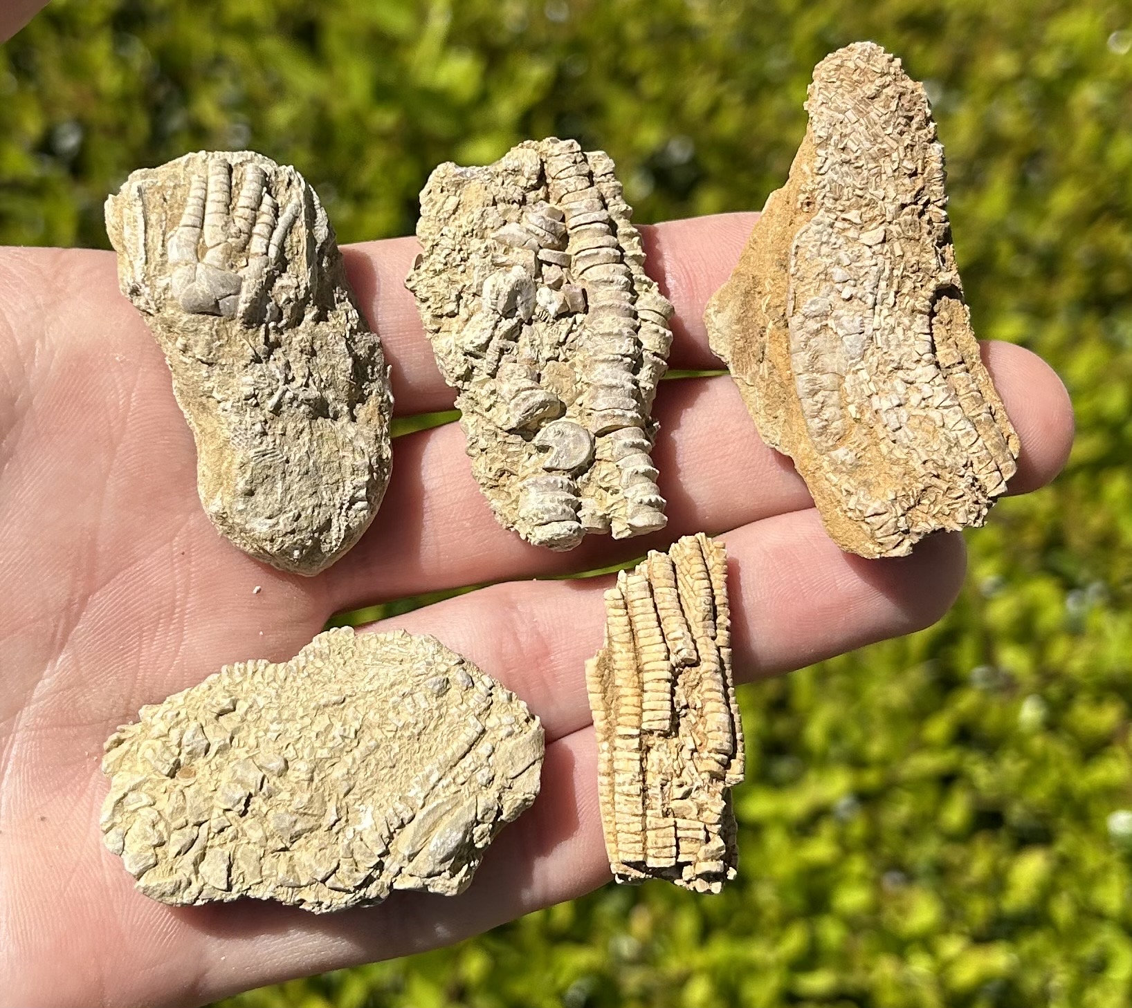 Fossil Crinoids Fossil Collection LOT OF 5 Alabama Fossils Bangor ...