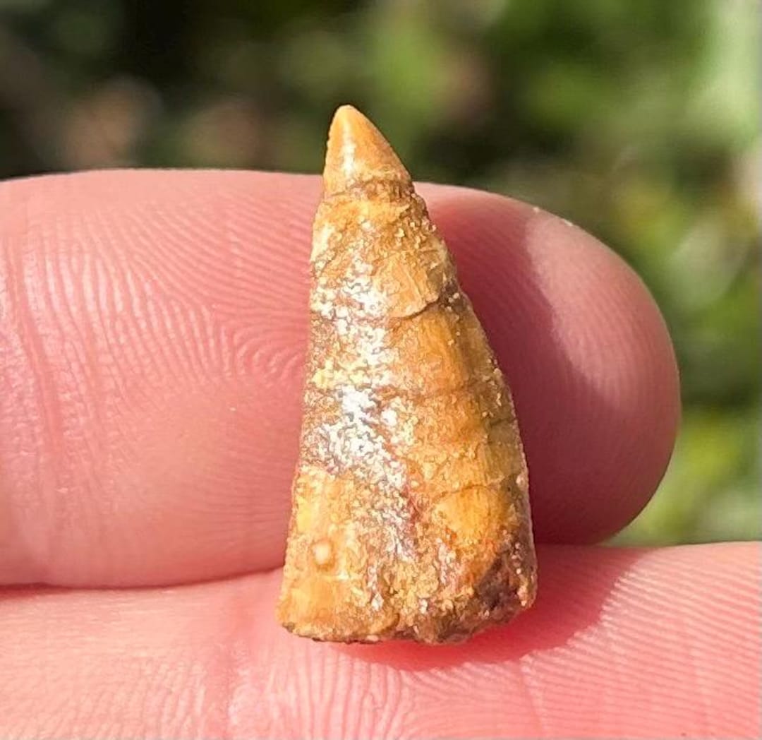 Theropod Dinosaur Tooth Fossil Abelisaur Raptor Kem Kem Morocco ...
