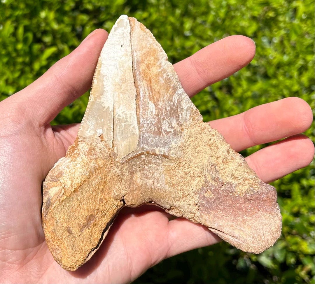 RARE Moroccan Megalodon Sharks Tooth 4.84” Fossil Dakhla Morocco Shark ...