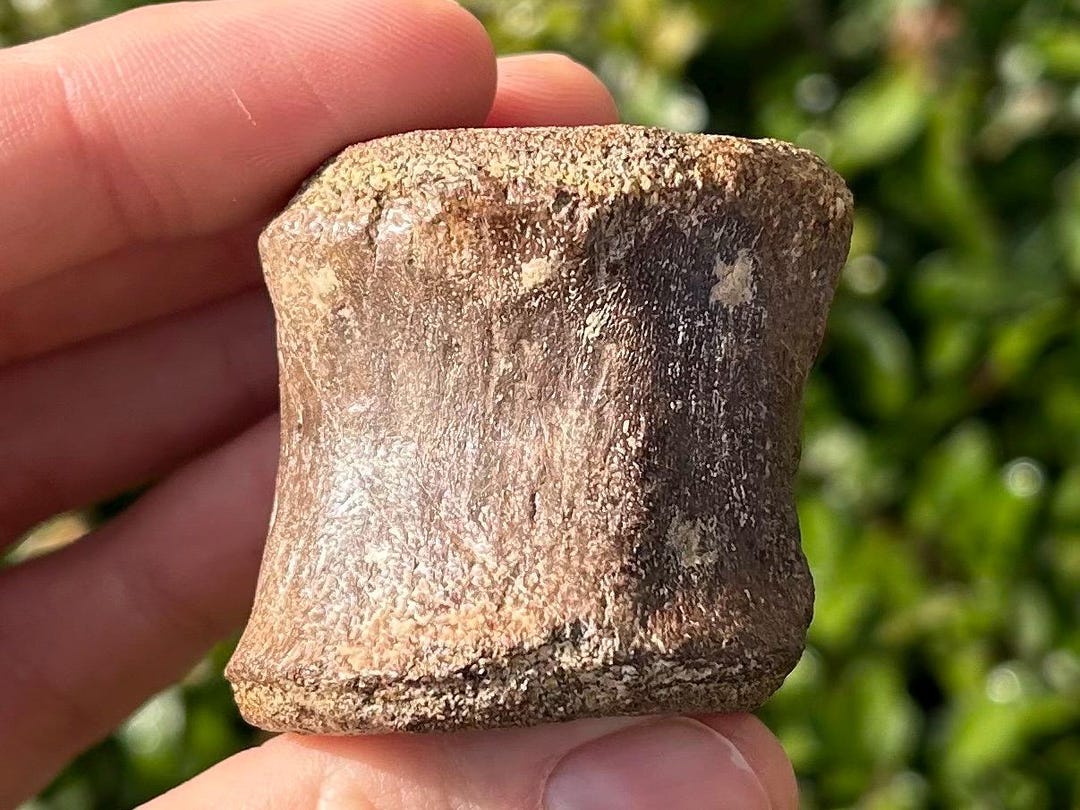 Atlasaurus Sauropod Vertebrae Fossil Dinosaur Bones Jurassic Age ...