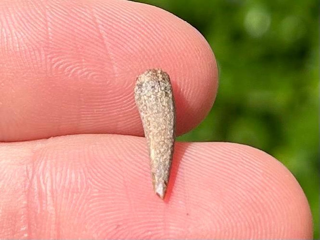 Rare Jurassic Fossil Crocodile Tooth Teleosaurid Croc Madagascar Isalo ...