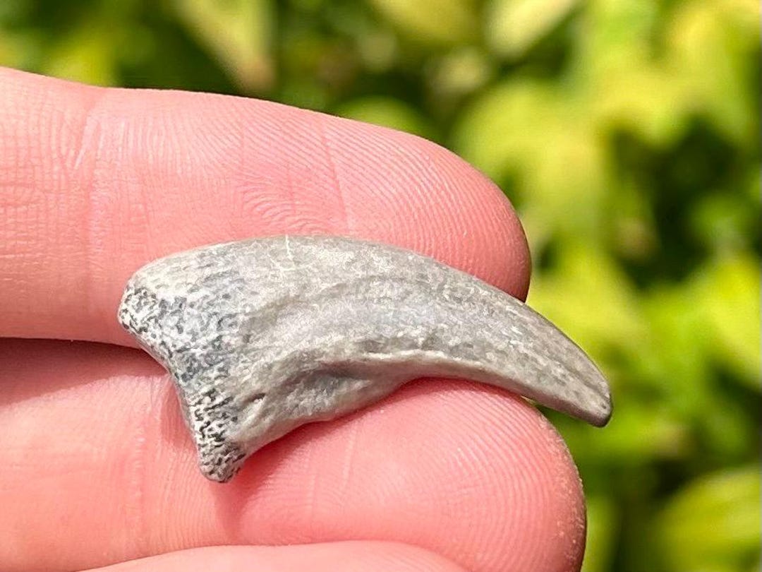 NICE Theropod Dinosaur Claw Fossil From Niger Dino Bones Eocarcharia ...