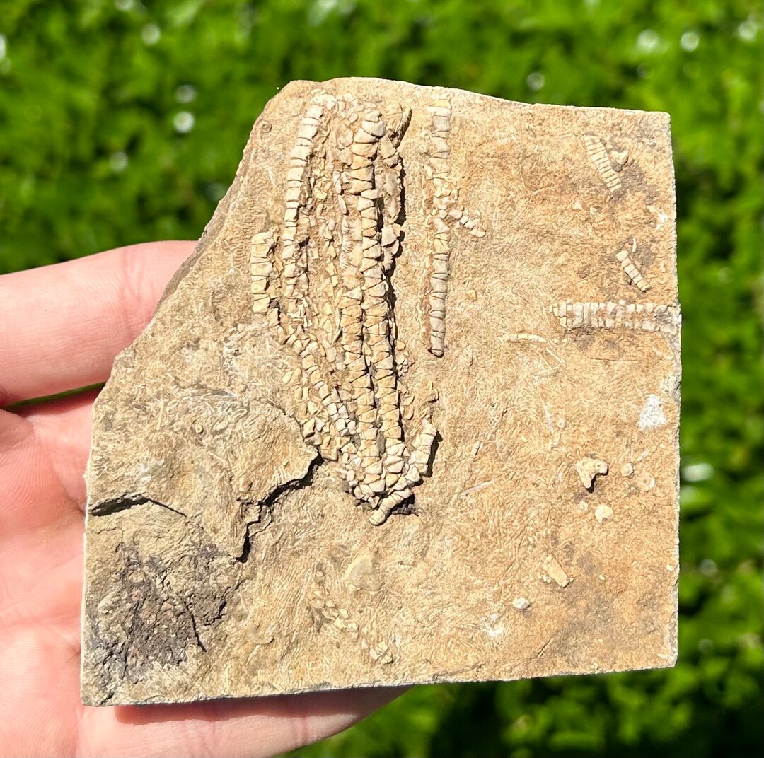 Alabama Fossil Crinoid in Matrix Aphelecrinus Rare Mississippian Age ...