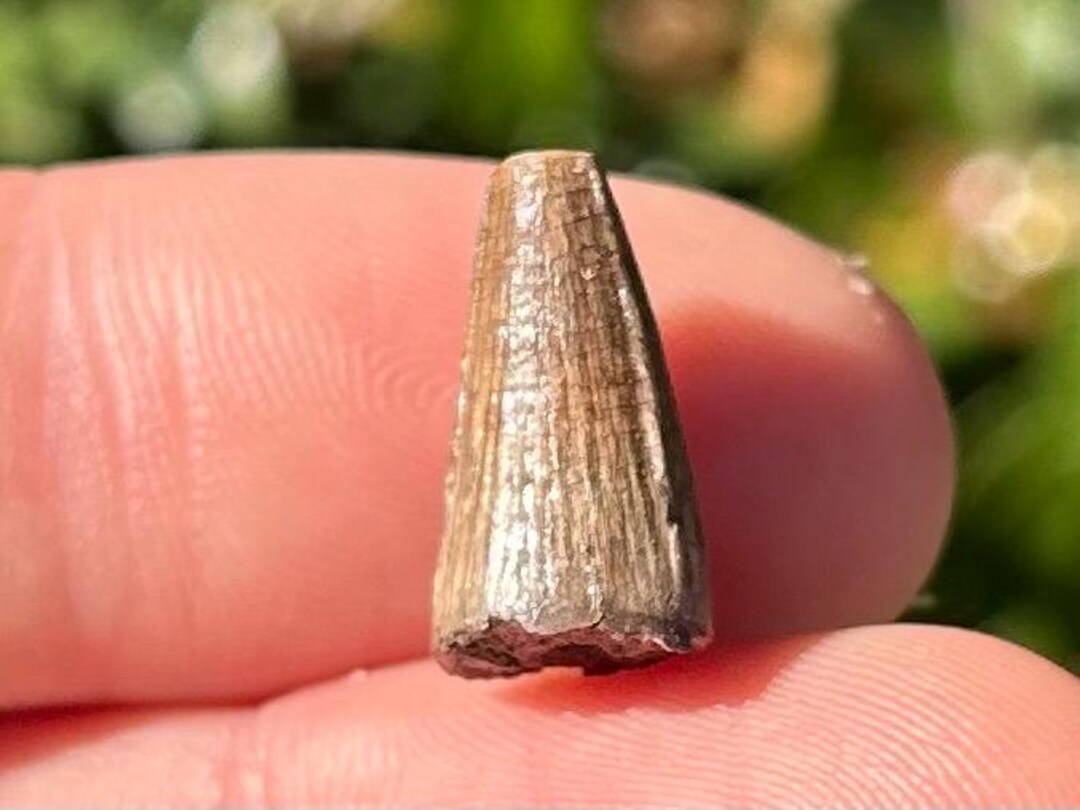 Texas Fossil Crocodile Tooth Aguja Formation Croc Dinosaur Teeth ...