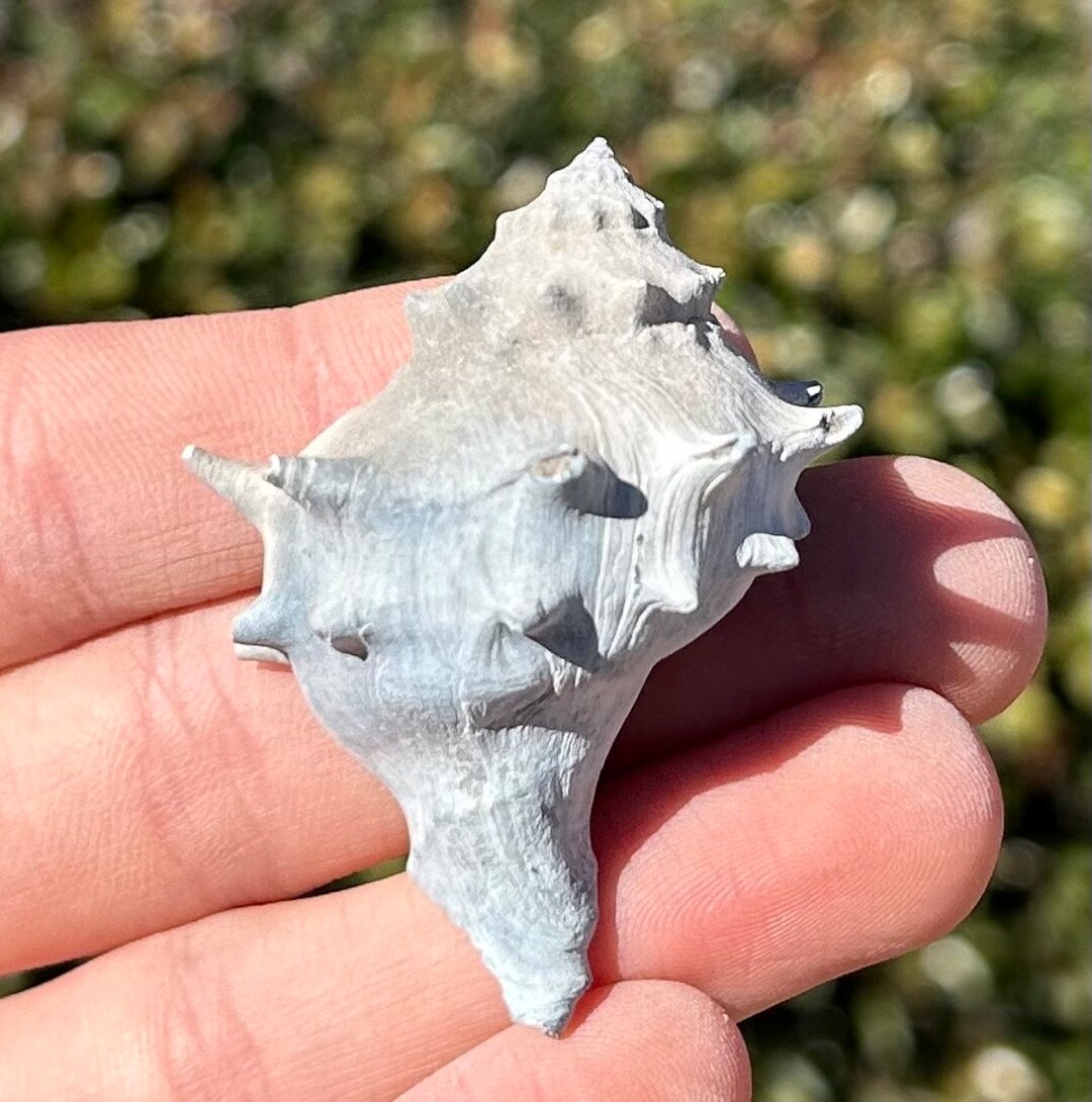 Florida Fossil Gastropod Echinofulgar Dalli Pliocene Age Shell - Etsy