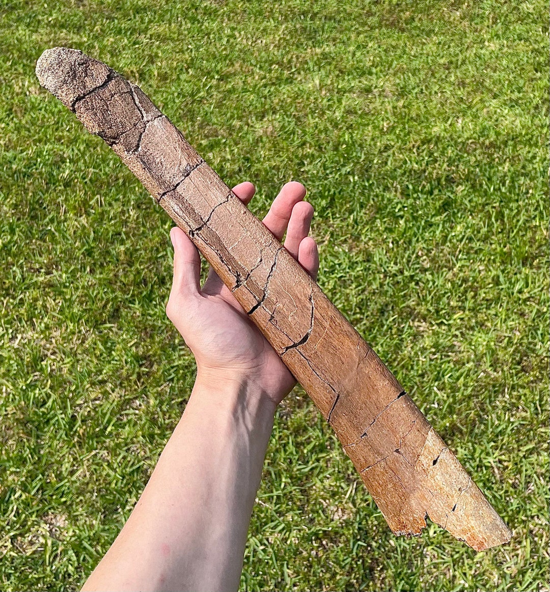 TEXAS Kritosaurus Ischium Dinosaur Bone HUGE 18.75” Aguja Formation ...