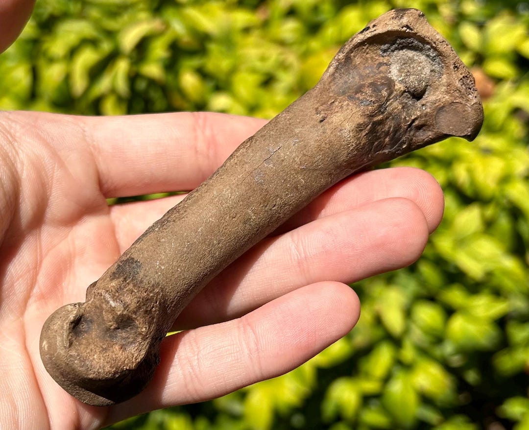 RARE Texas Panthera Atrox Fossil Metacarpal Bone Pleistocene Age ...