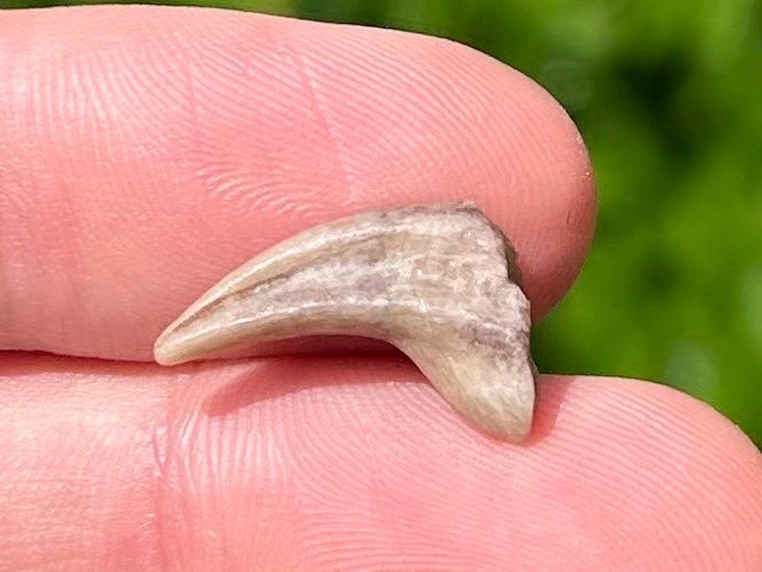 NICE Theropod Dinosaur Claw Fossil From Niger Dino Bones Kryptops ...