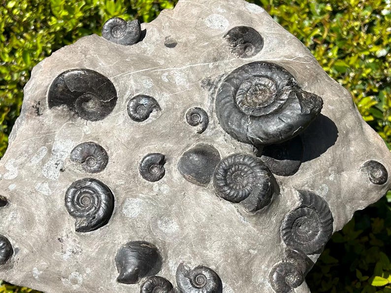 SUPERB Triassic Ammonite Fossils in Matrix Idaho Thayne Formation Multi ...