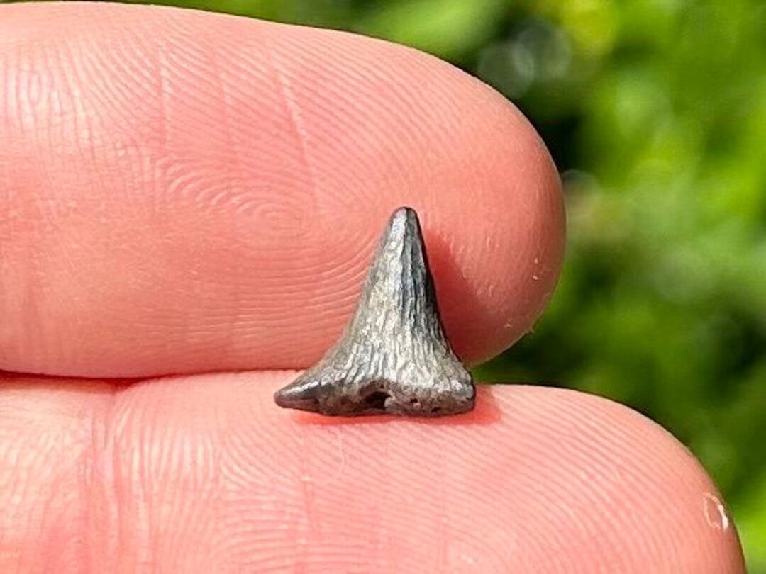 Rare Fossil Hybodont Sharks Tooth Meristodonoides Alabama Cretaceous ...