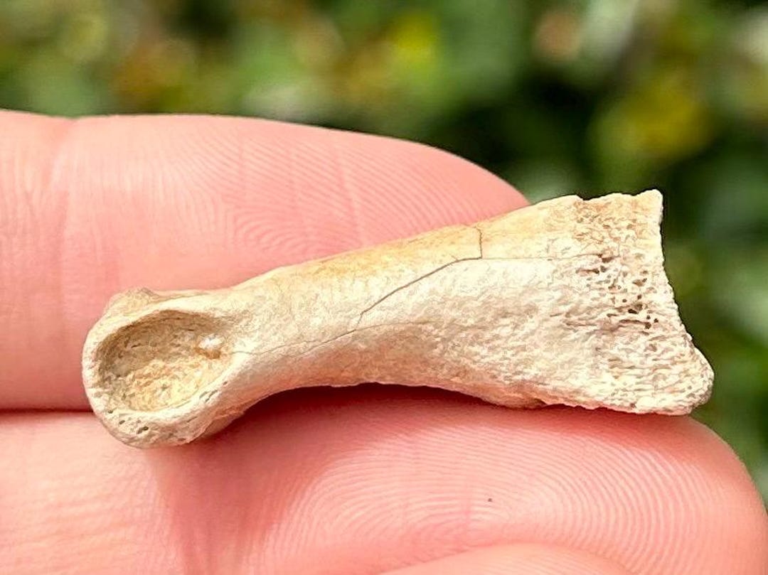RARE Fossil Alioramus Tyrannosaur Dinosaur Toe Djadokhta Formation ...