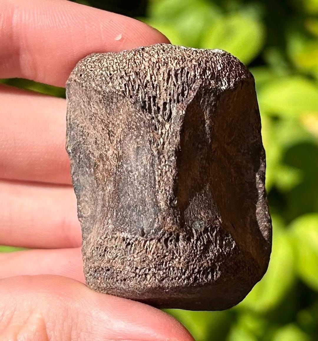 RARE Texas Fossil Smilodon Saber Cat Vertebrae Bone Pleistocene Ice Age ...