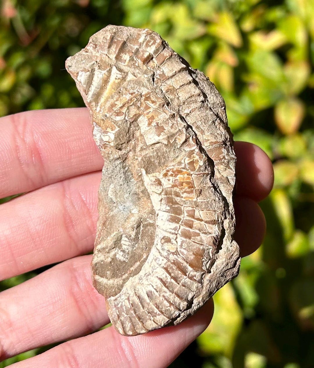 Rare Texas Fossil Ammonite Glyptoxoceras Heteromorph Cretaceous Ozan ...