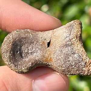 RARE Coelurus Toe Phalange Fossil Theropod Dinosaur Bones Morrison ...