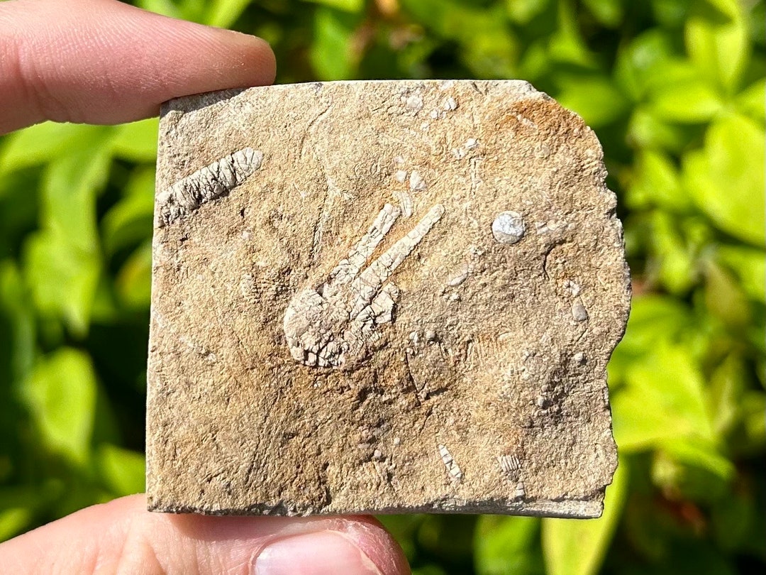Alabama Fossil Crinoid in Matrix Phanocrinus Bangor Limestone Formation ...