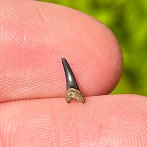 Fossil Sharks Tooth Texas Cretaceous Dinosaur Age Atco Formation Teeth ...
