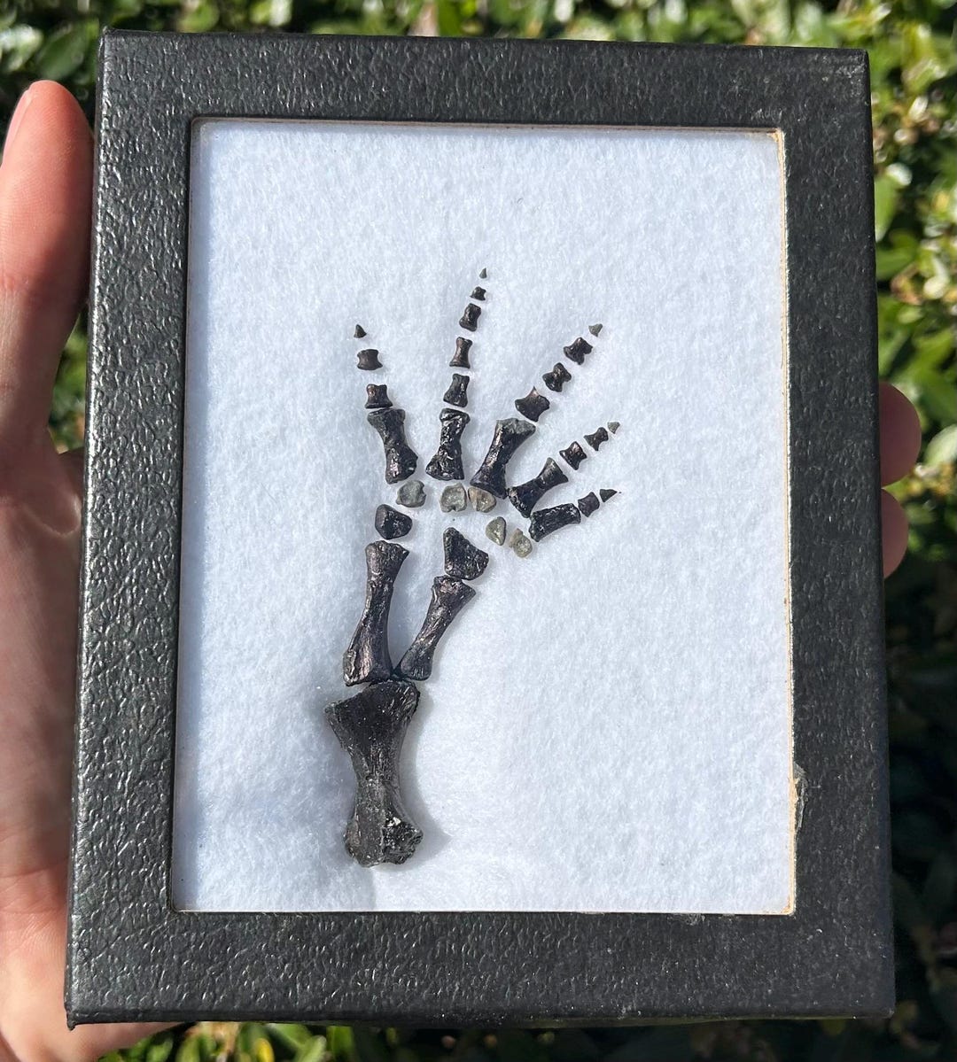 RARE Fossil Cacops Leg and Foot Permian Amphibian Dinosaur Bones ...