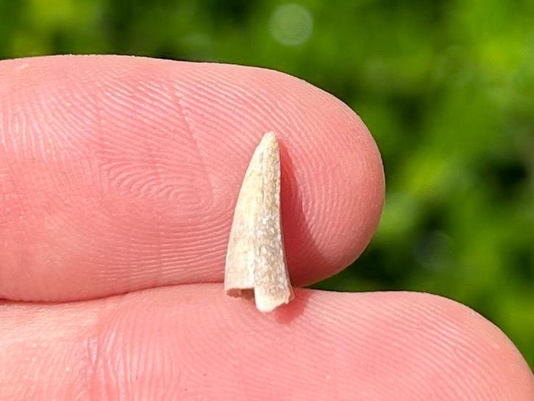 Rare Jurassic Fossil Crocodile Tooth Teleosaurid Croc Madagascar Isalo ...