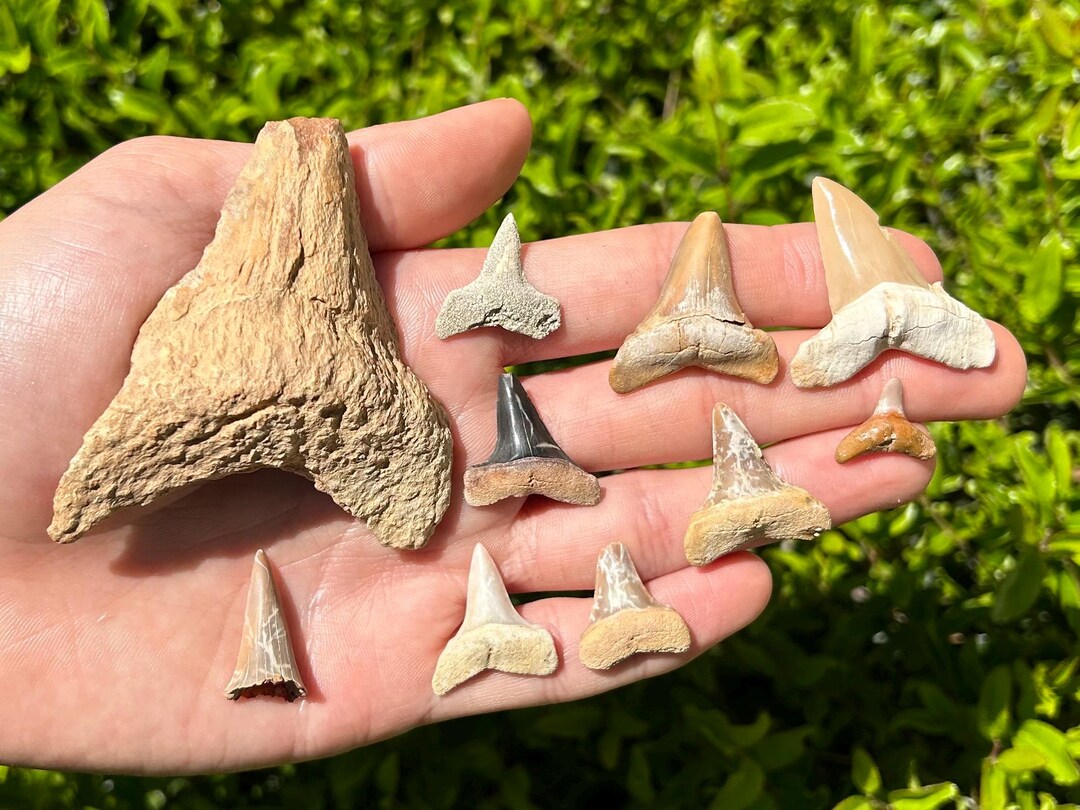 Dakhla Fossil Sharks Teeth LOT OF 10 Macrorhizodus Etc Morocco - Etsy