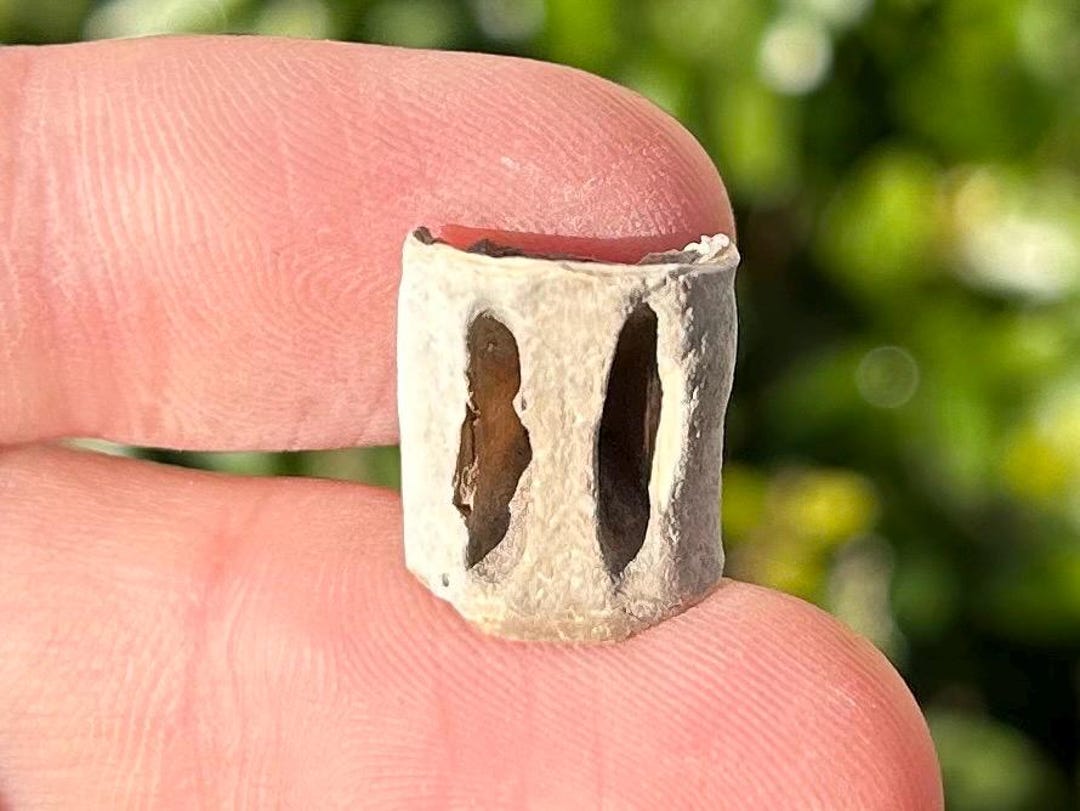 Lee Creek Fossil Snook Fish Vertebrae Centropomus Sp. Aurora North ...