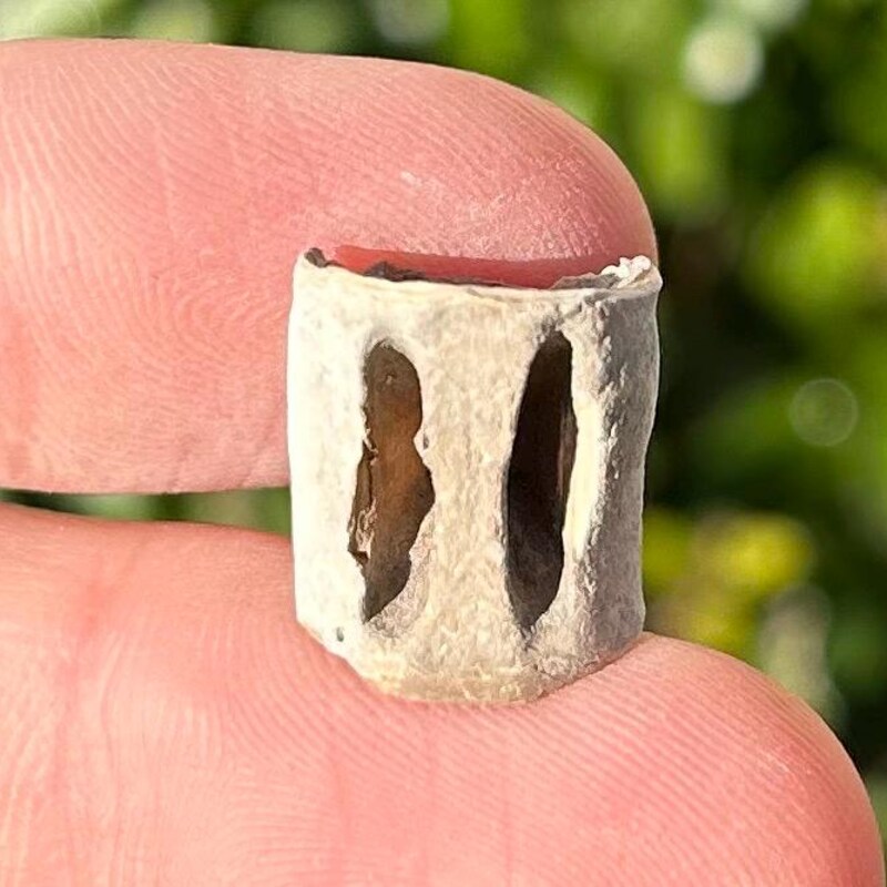 Fish Vertebrae - Etsy