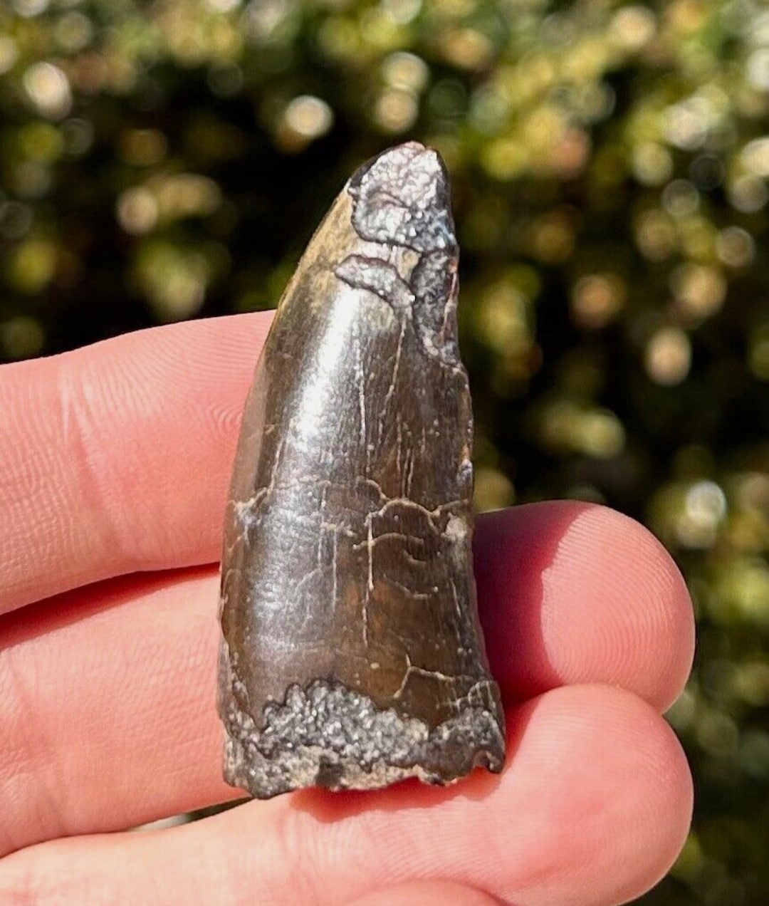 Uzbekistan Tyrannosaur Dinosaur Tooth RARE Timurlengia Bissekty ...