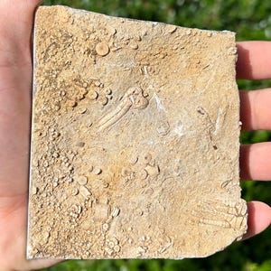 DOUBLE Fossil Crinoids in Matrix Phanocrinus Bangor Limestone Formation ...