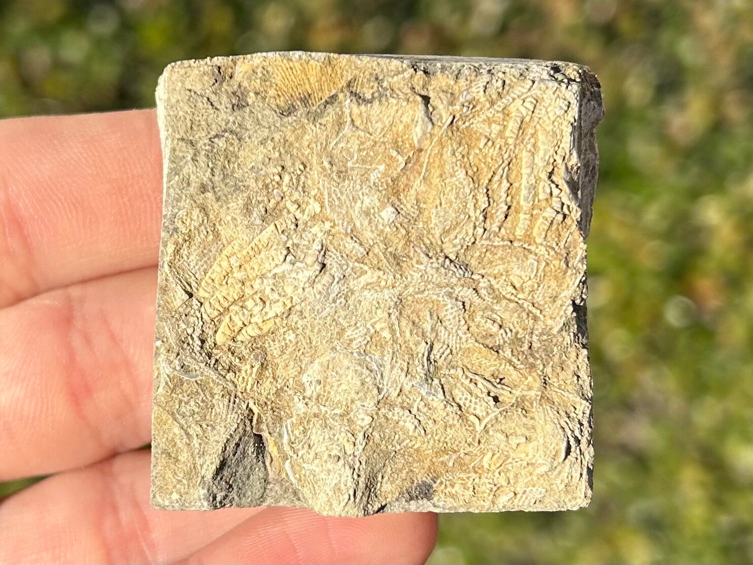 Alabama Fossil Crinoid in Matrix Mississippian Age Bangor Limestone ...