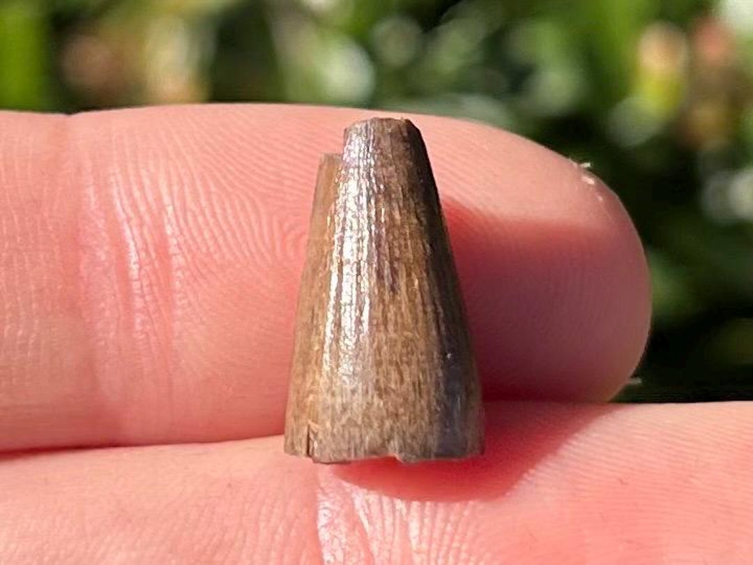 Texas Fossil Crocodile Tooth Aguja Formation Croc Dinosaur Teeth ...