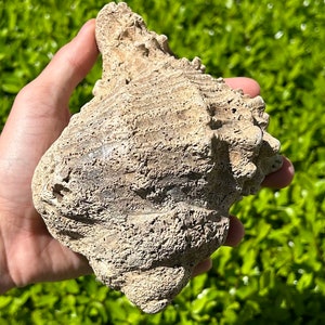 Florida Fossil Gastropod HUGE 6 Pliocene Age Muricidae Shell - Etsy