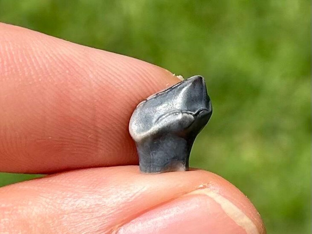 Ankylosaurus Tooth Fossil Dinosaur Judith River Formation Montana ...