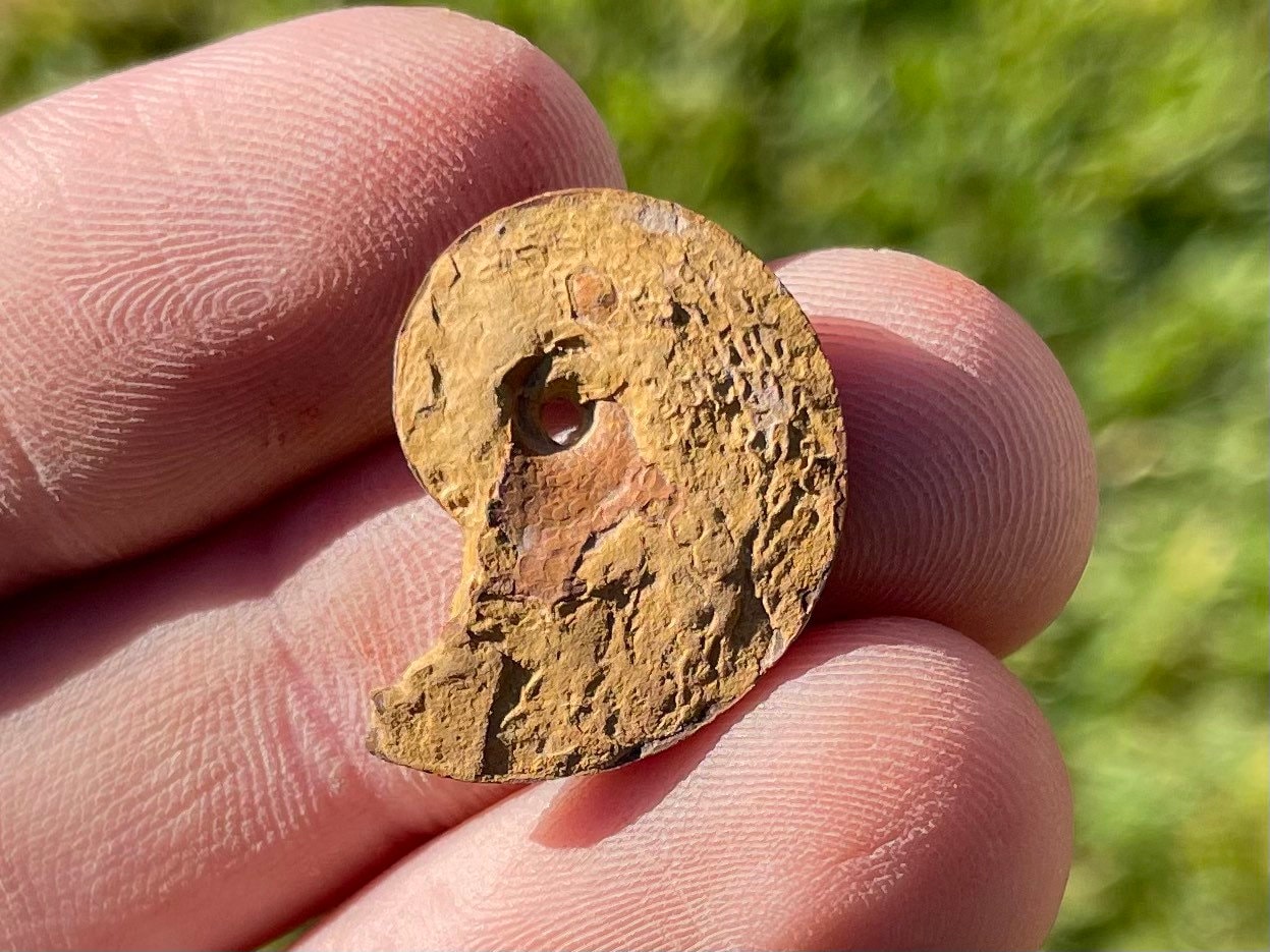 Texas Fossil Ammonite Engonoceras Sp. Cretaceous Dinosaur Age - Etsy